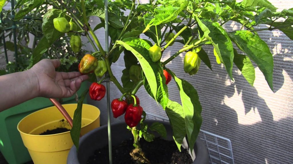 Capsicum Chinese - PotBot Blog